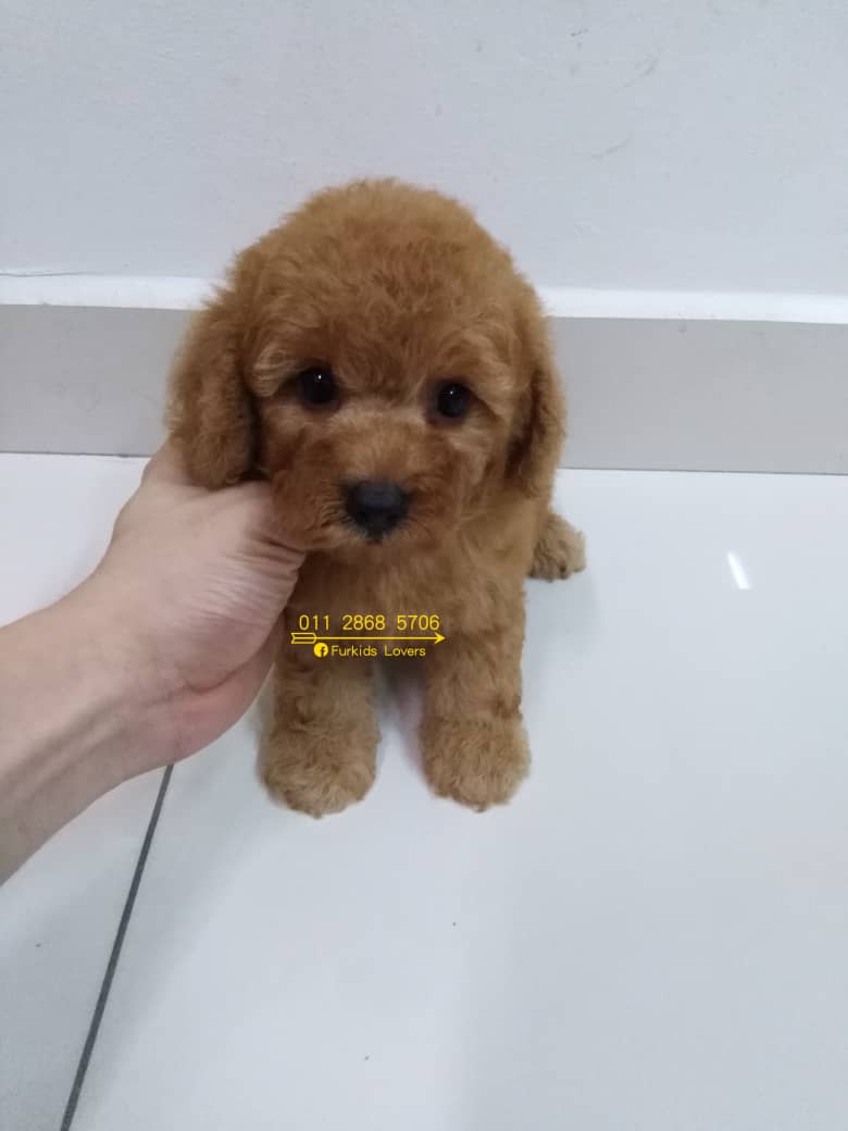 Available Puppies | PuDoRu Teddy Poodle