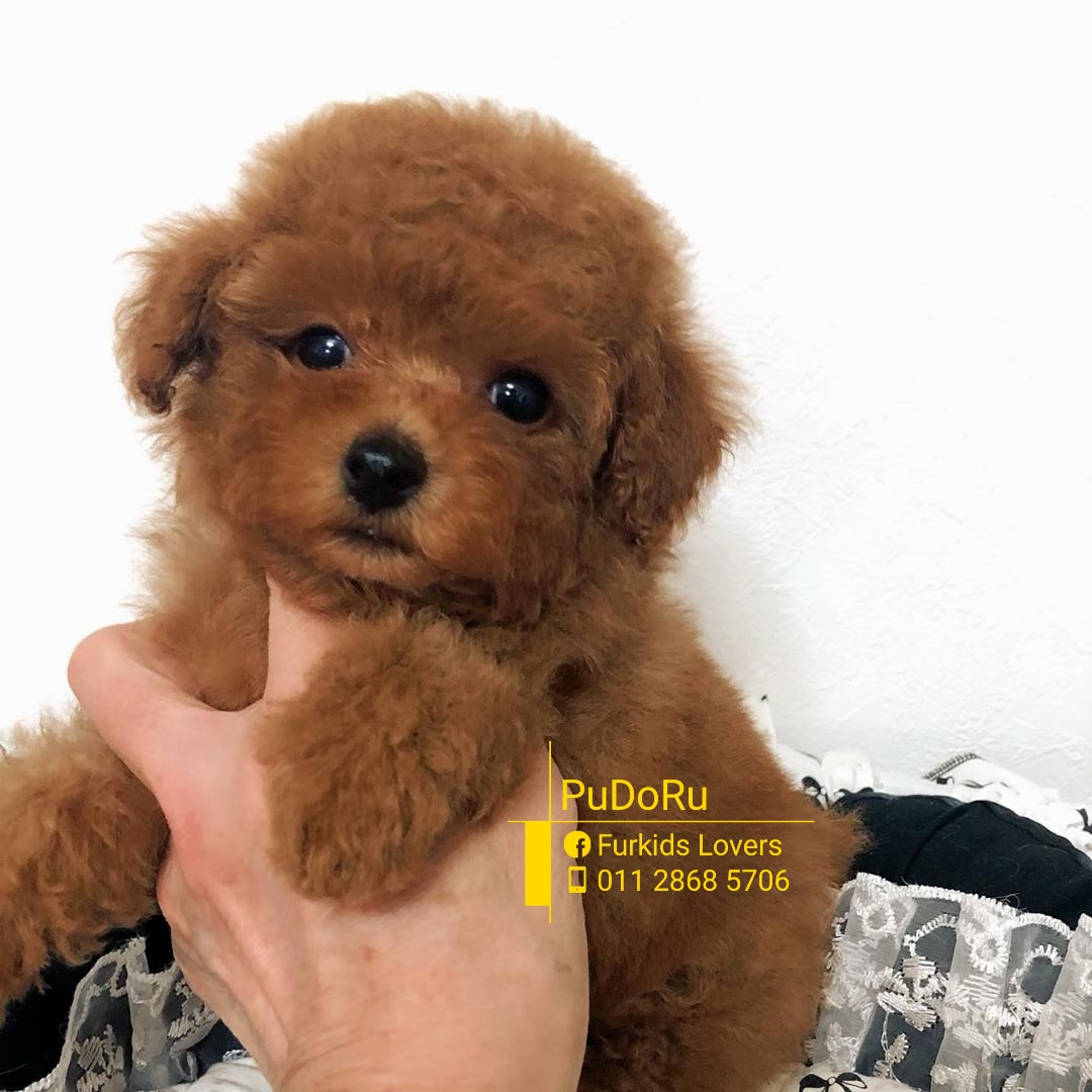 Available Puppies | PuDoRu Teddy Poodle