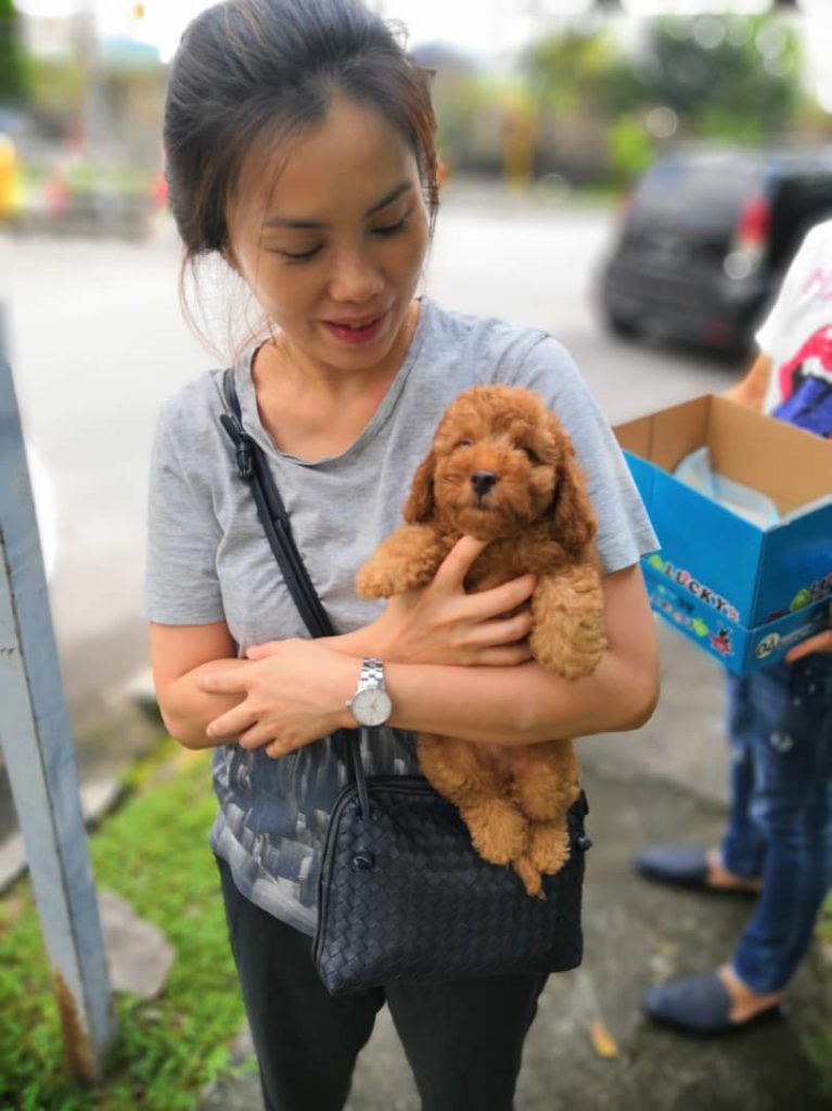 About | PuDoRu Teddy Poodle