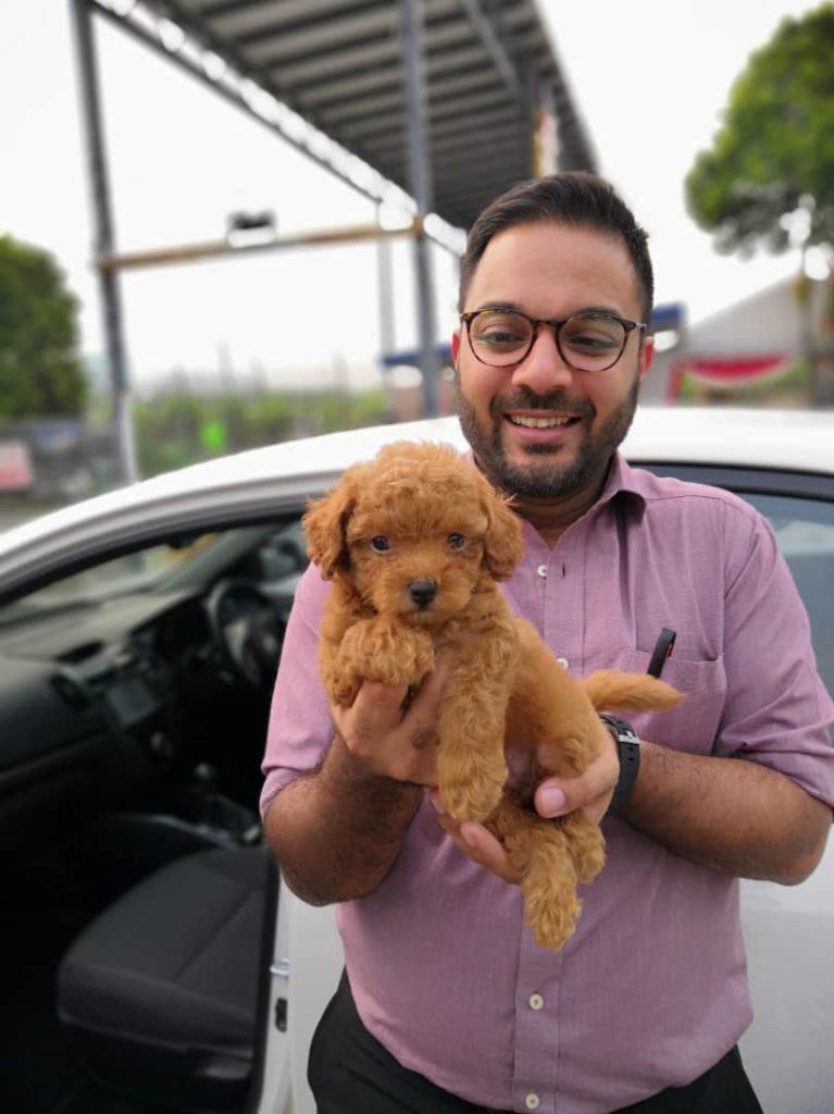 About | PuDoRu Teddy Poodle