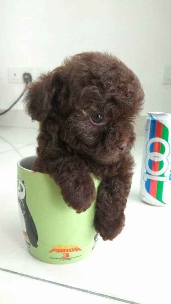 Available Puppies | PuDoRu Teddy Poodle