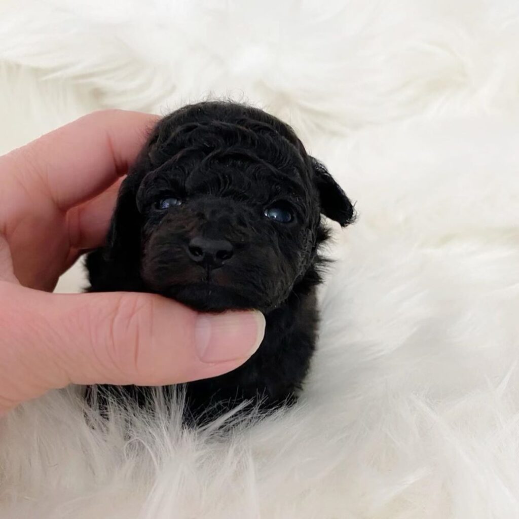Available Puppies | PuDoRu Teddy Poodle