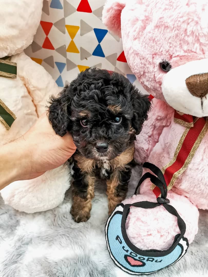 Available Puppies | PuDoRu Teddy Poodle