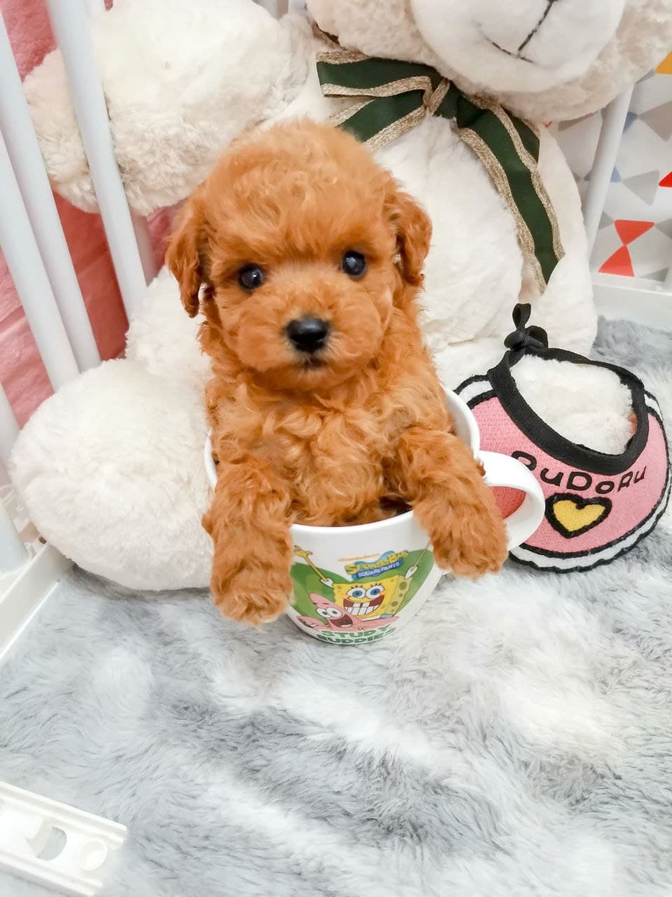 Available Puppies | PuDoRu Teddy Poodle