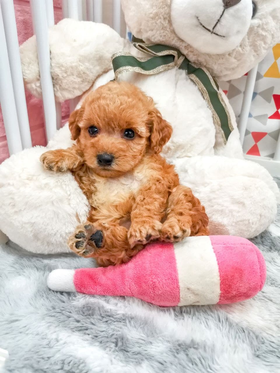 Available Puppies | PuDoRu Teddy Poodle
