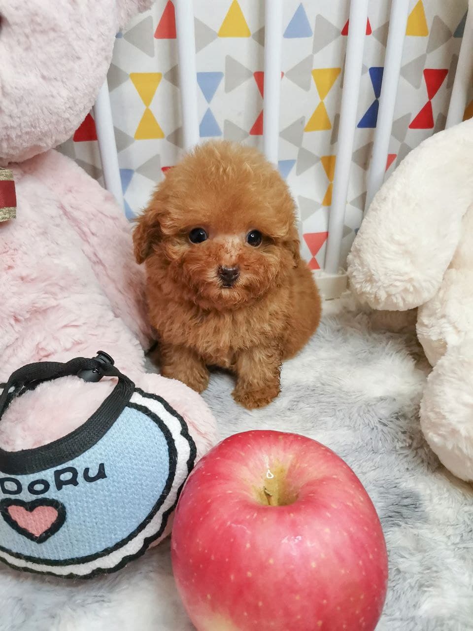 Available Puppies | PuDoRu Teddy Poodle