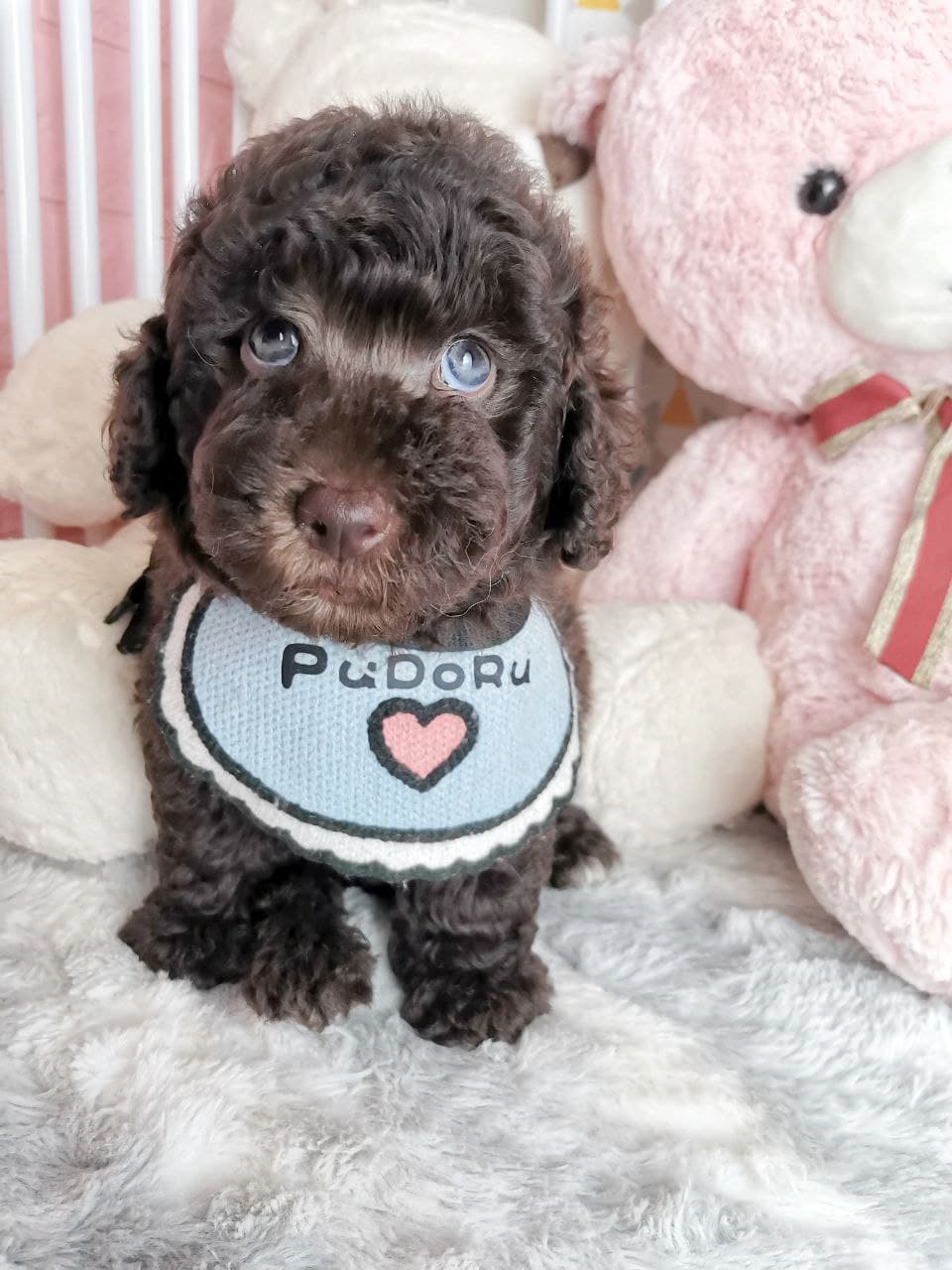 Available Puppies | PuDoRu Teddy Poodle