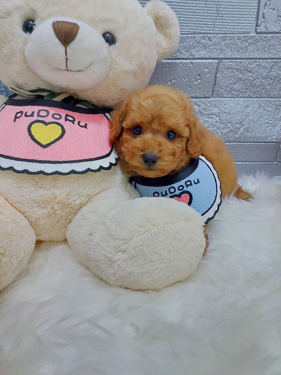 Available Puppies | PuDoRu Teddy Poodle