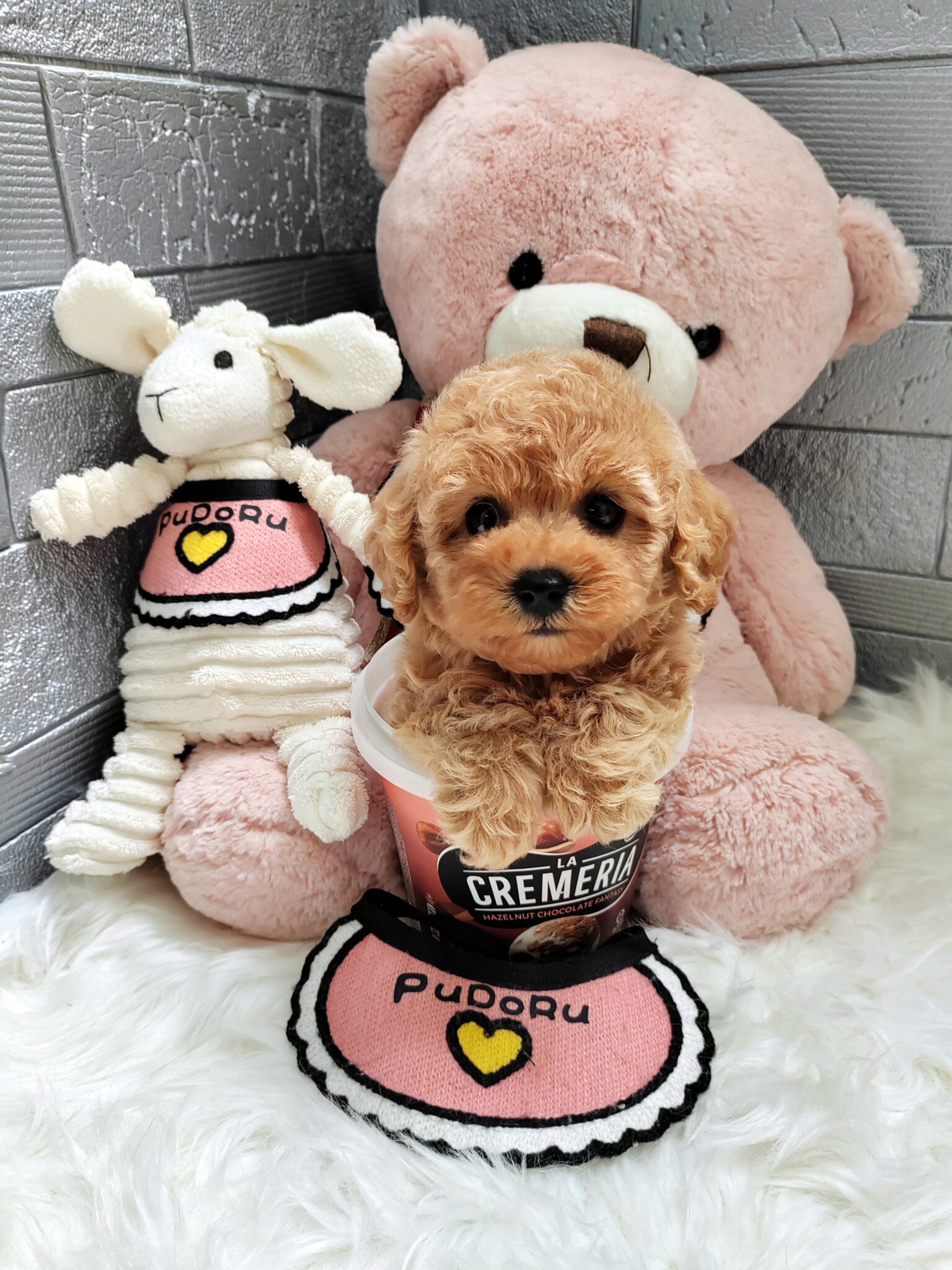 Available Puppies | PuDoRu Teddy Poodle