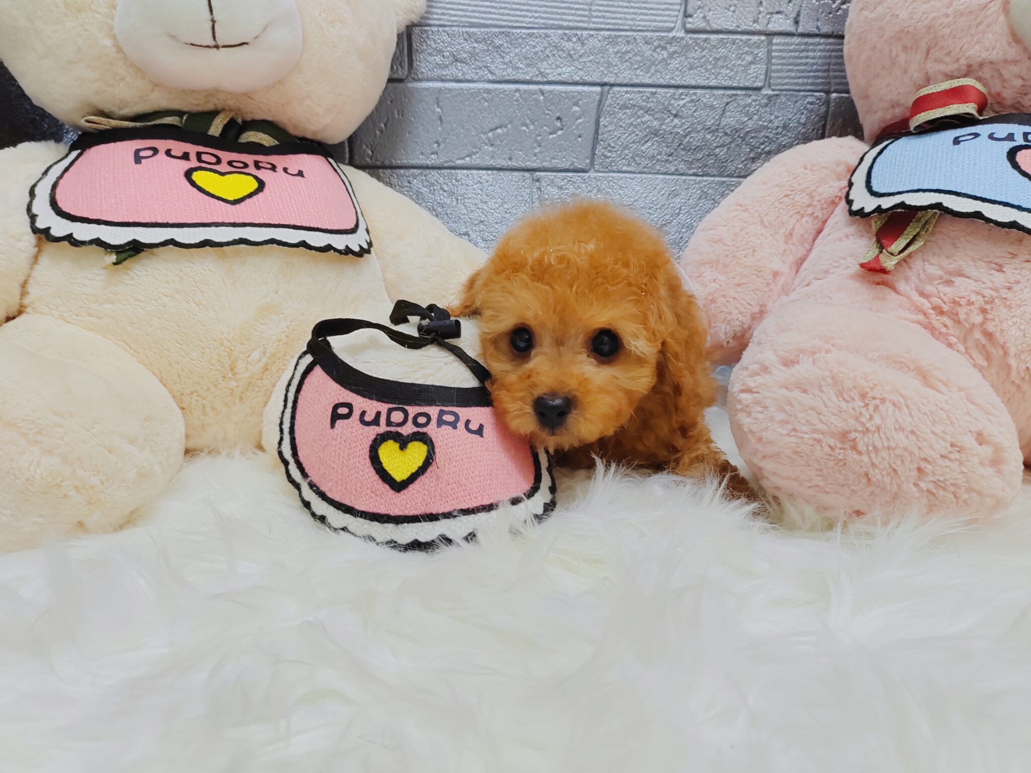 Available Puppies | PuDoRu Teddy Poodle