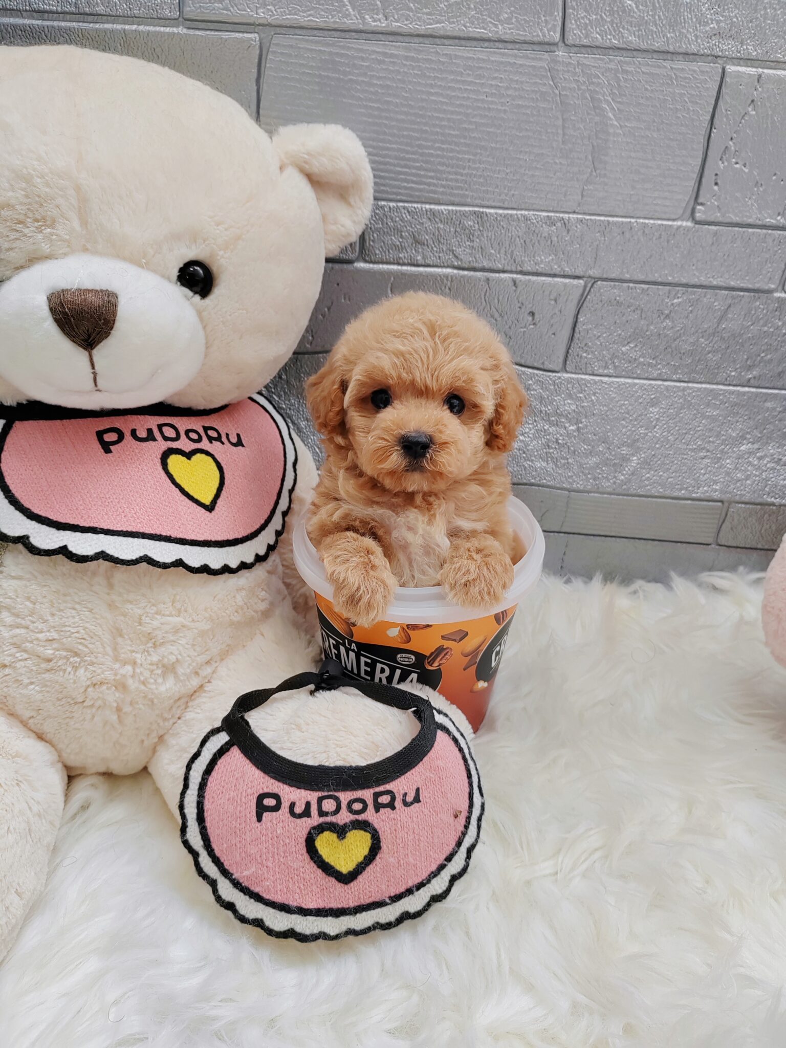 Available Puppies | PuDoRu Teddy Poodle