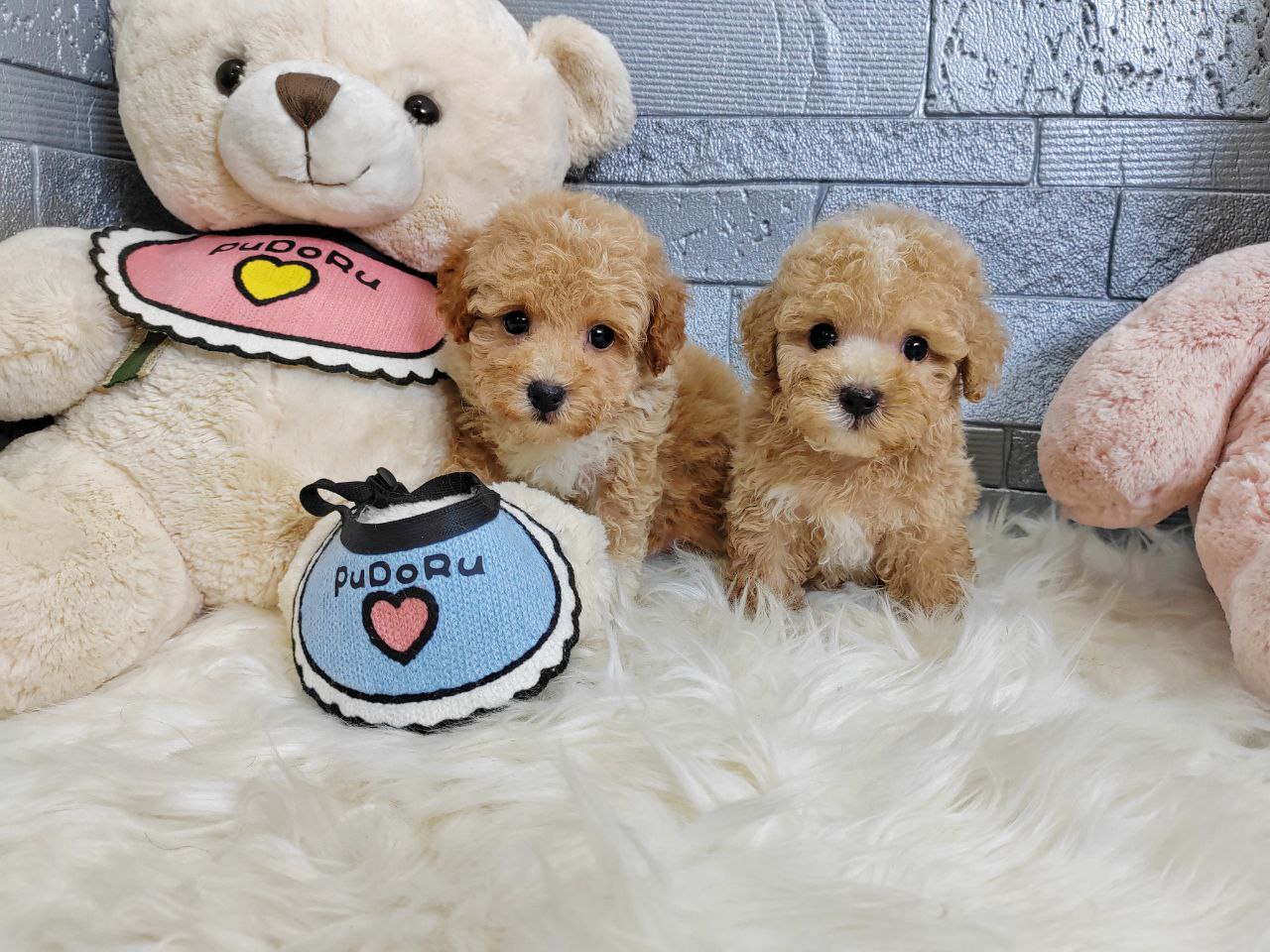 Available Puppies | PuDoRu Teddy Poodle