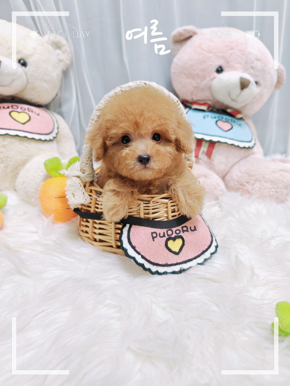 Available Puppies | PuDoRu Teddy Poodle