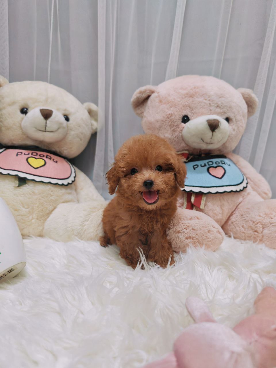 Available Puppies | PuDoRu Teddy Poodle