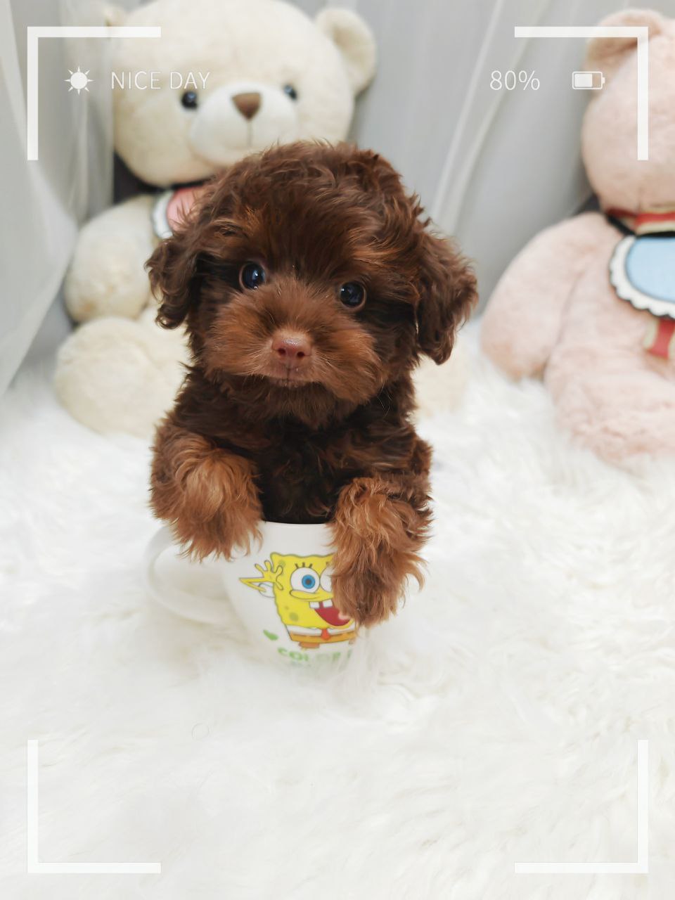 Available Puppies | PuDoRu Teddy Poodle